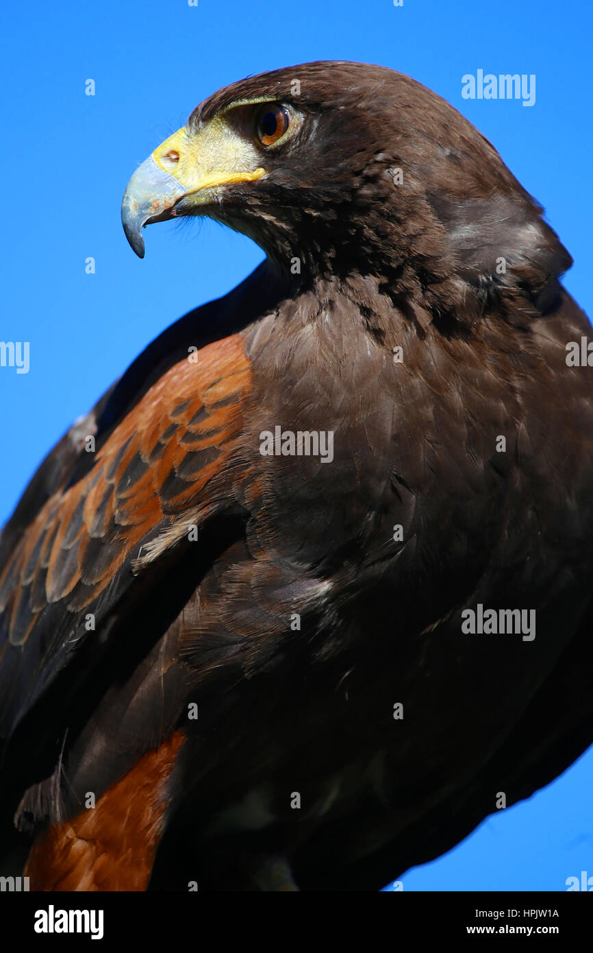 Falcon wings hi-res stock photography and images - Alamy
