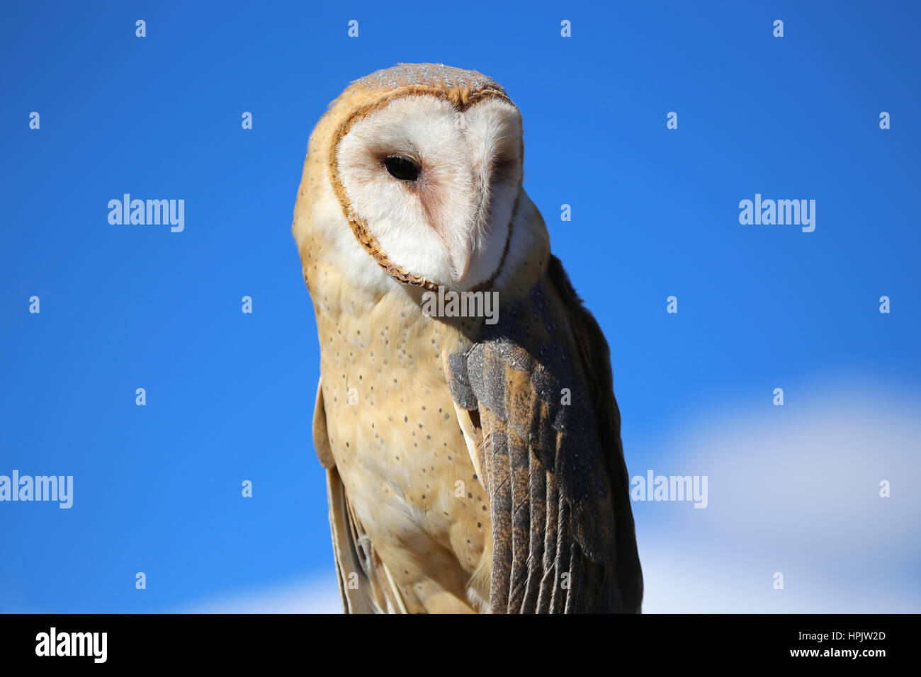 Stoic bird hi-res stock photography and images - Alamy