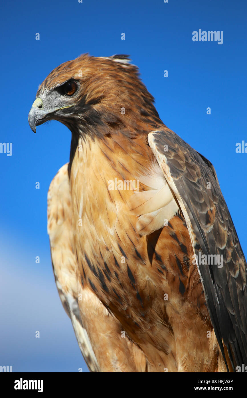 Red Tail hawk blue sky background Stock Photo - Alamy
