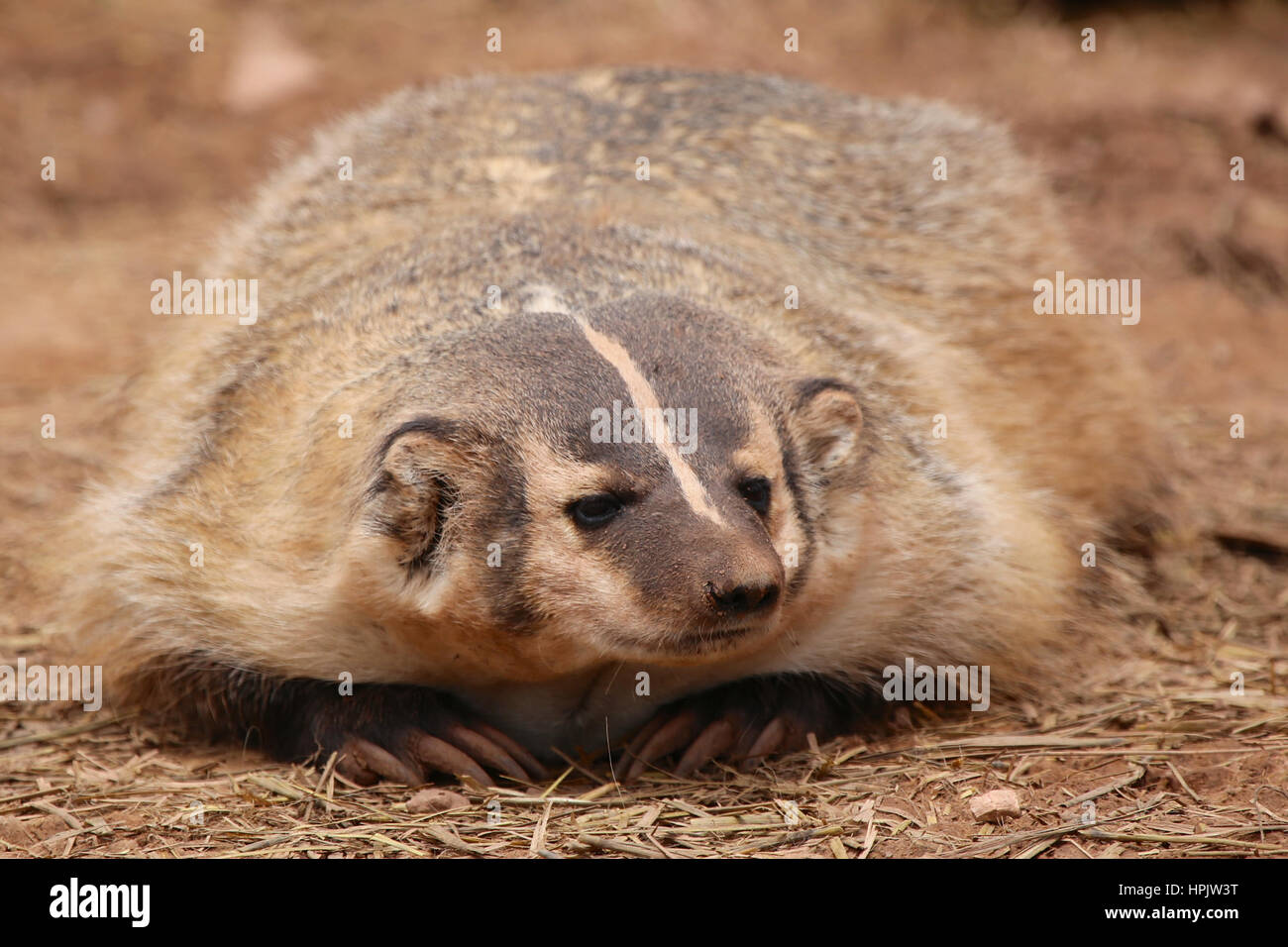 American badger lying in dirt with claws horizontal portrait Stock ...