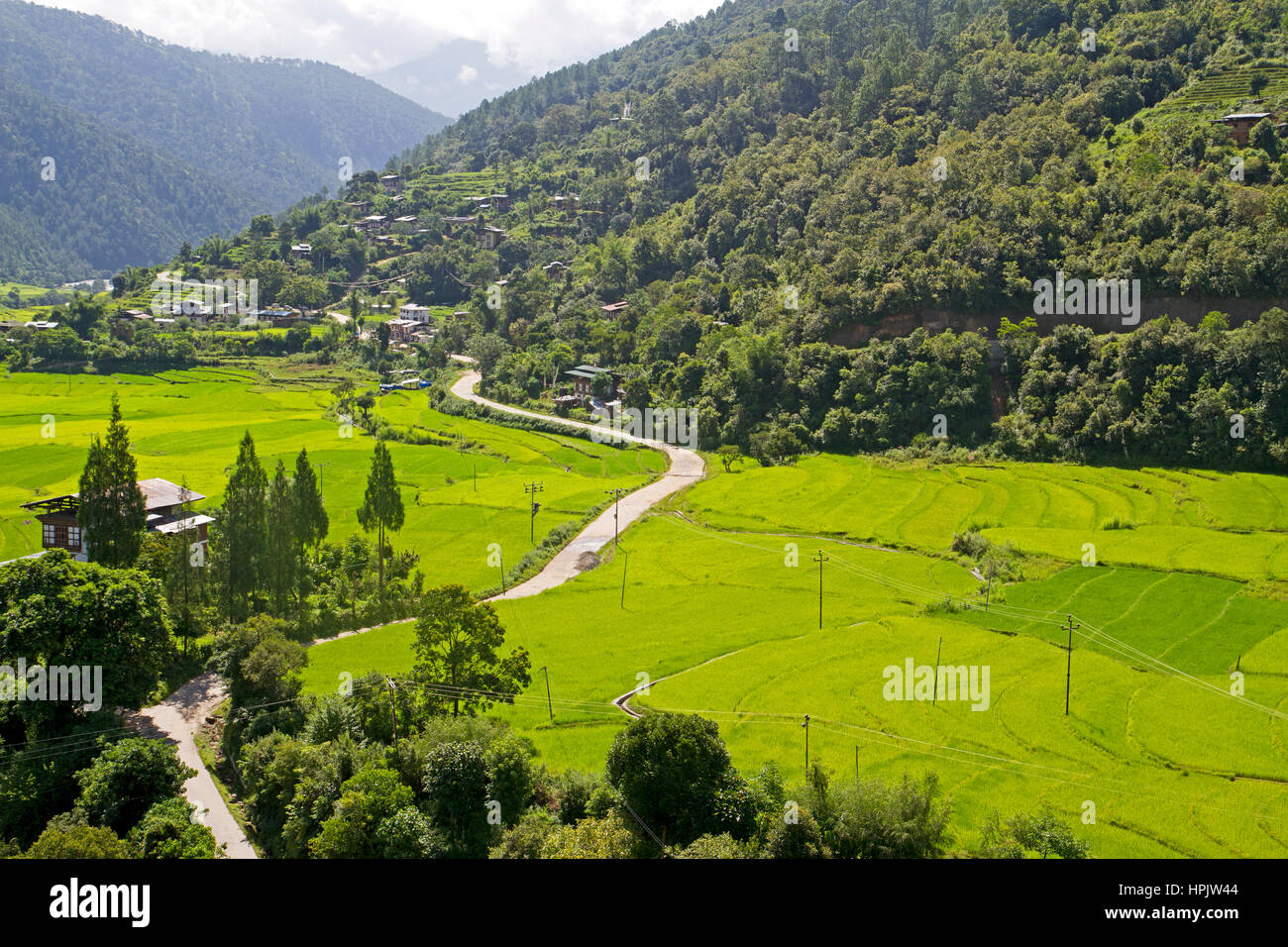 Rice fields in the Mo Chu valley at Punakha Stock Photo - Alamy