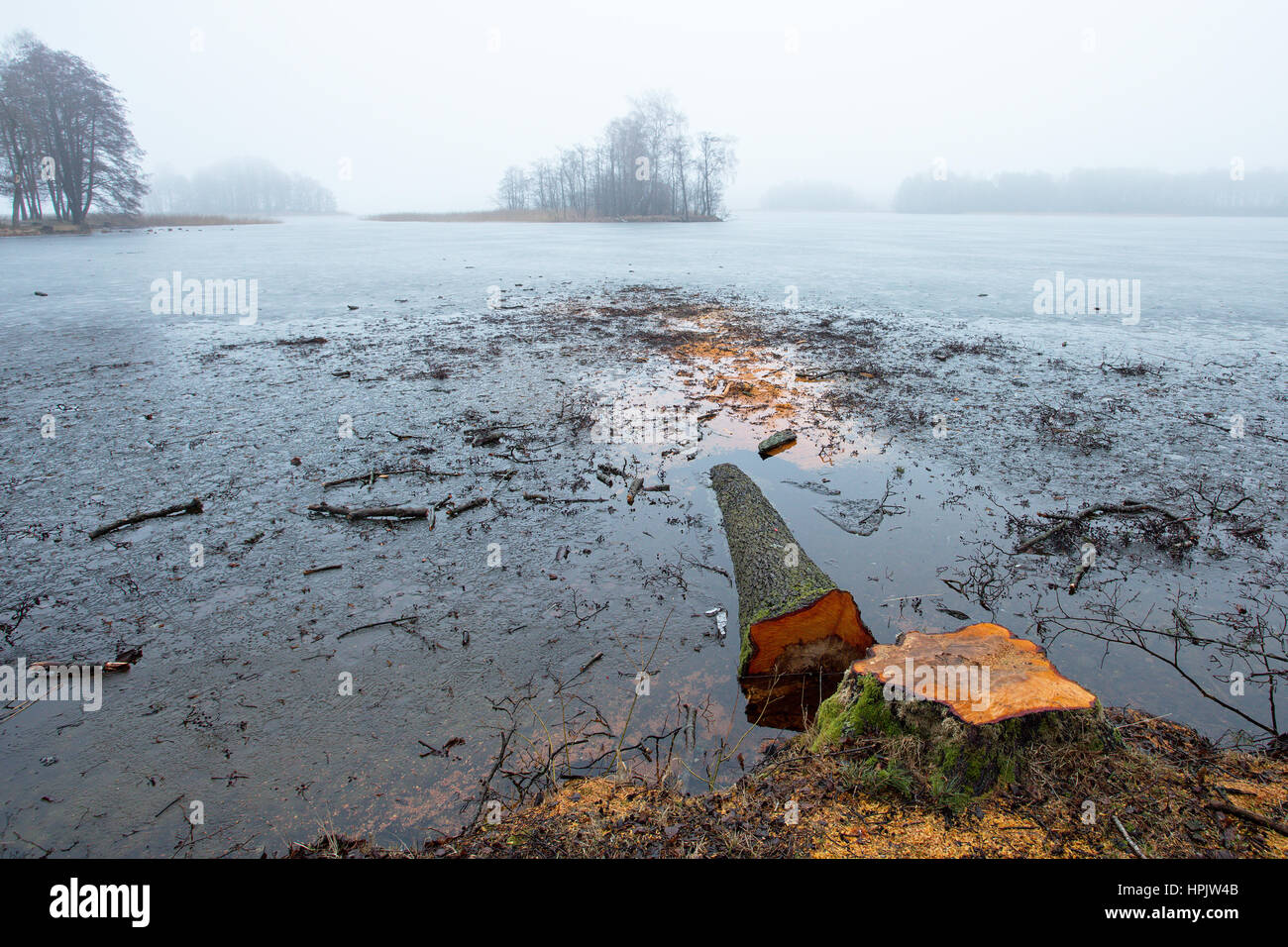Cutting down trees for their wood hi-res stock photography and images ...