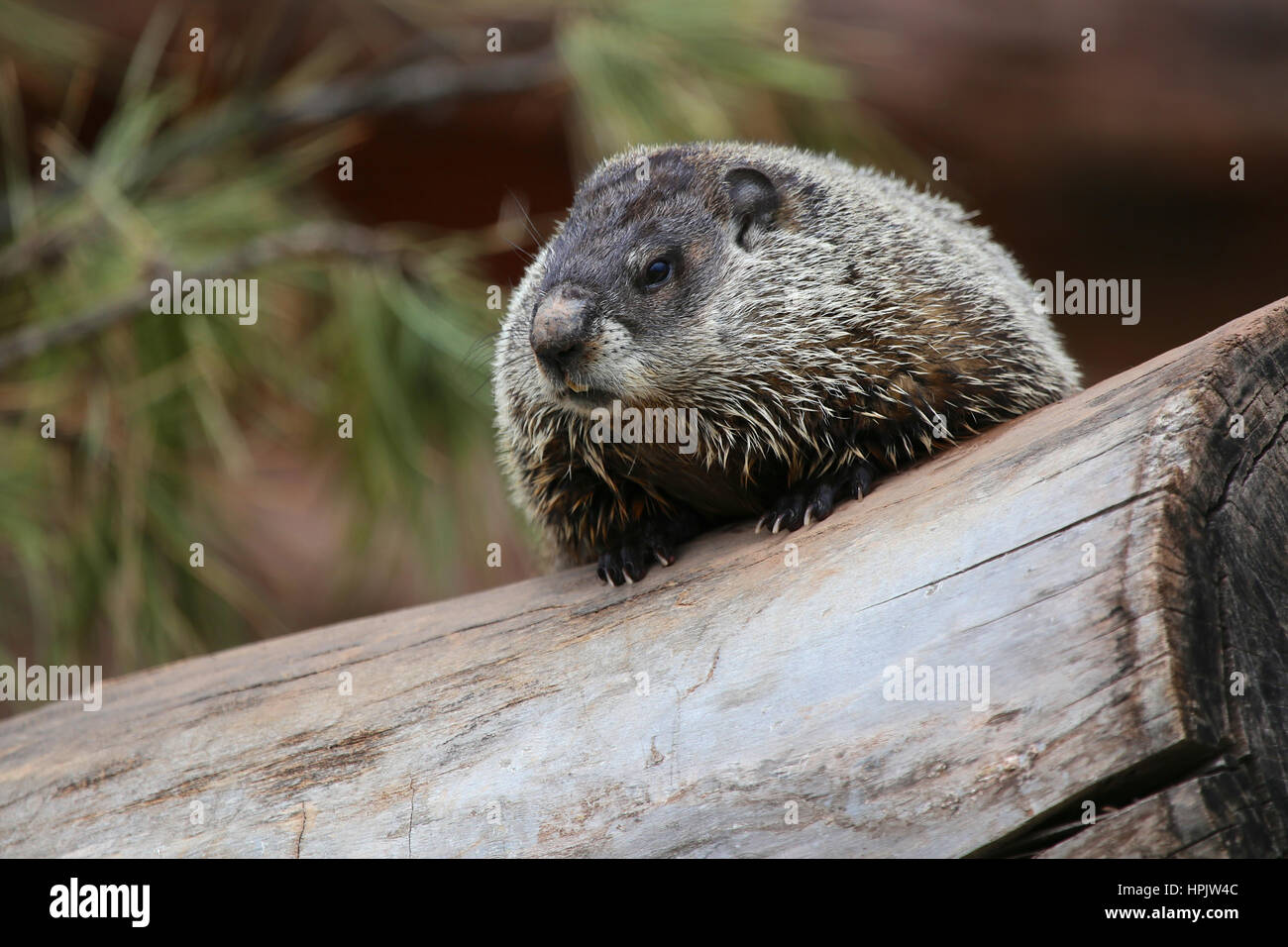 Ground chuck hi-res stock photography and images - Alamy