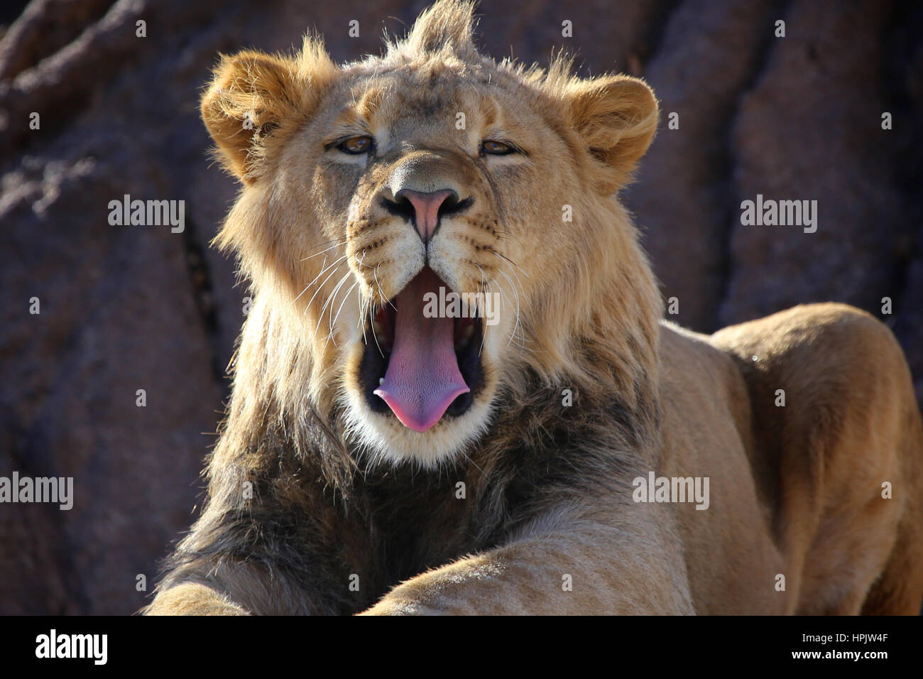 Young lion growling and showing sharp teeth and tongue Stock Photo - Alamy