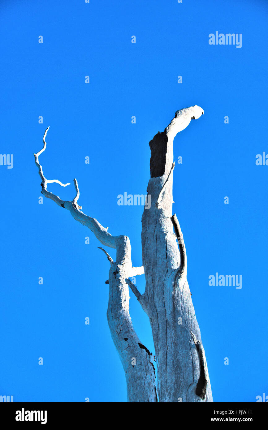 A dead eucalyptus tree Stock Photo - Alamy