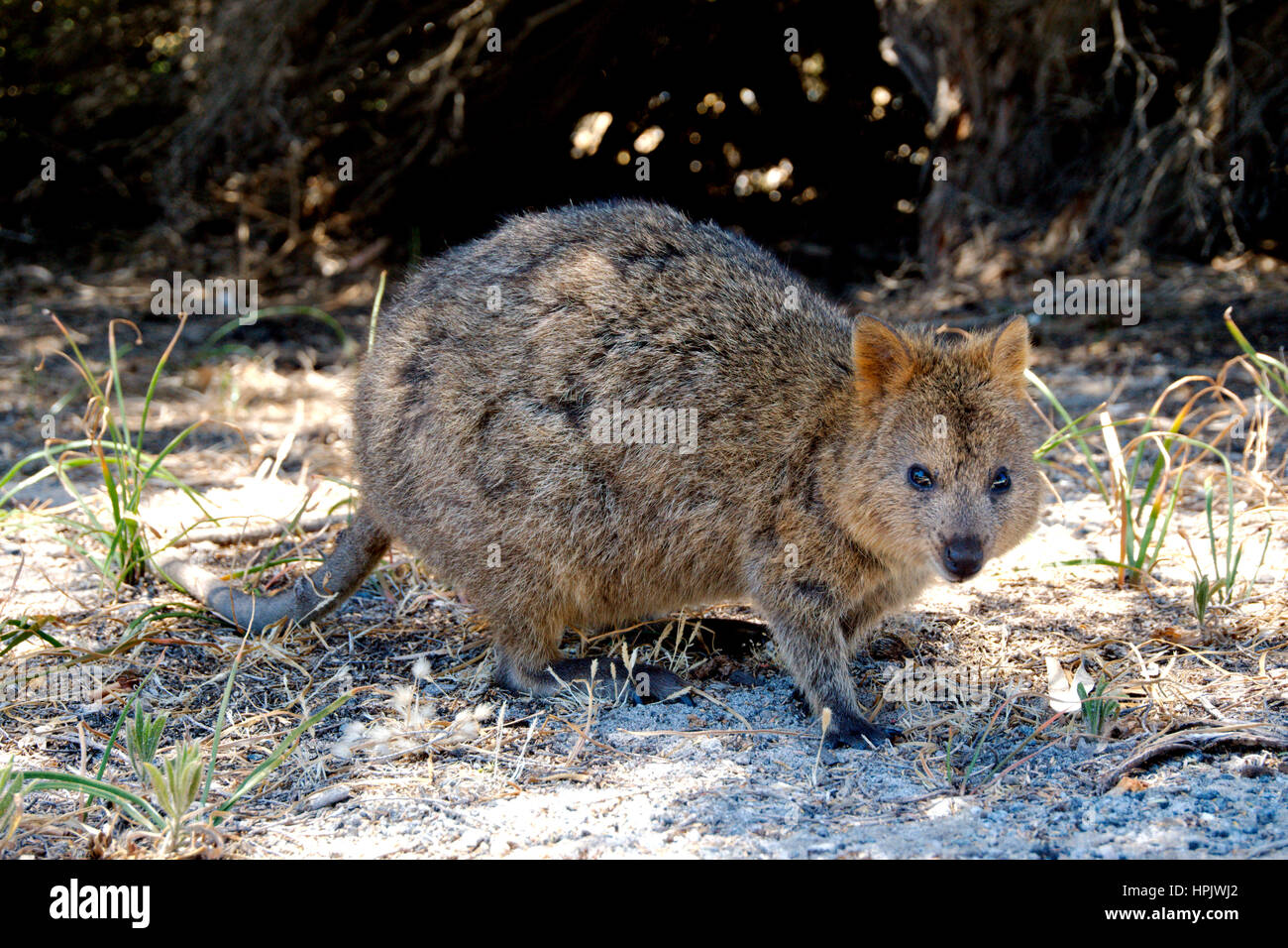 A Quokka Walking in the Wild Stock Photo - Alamy