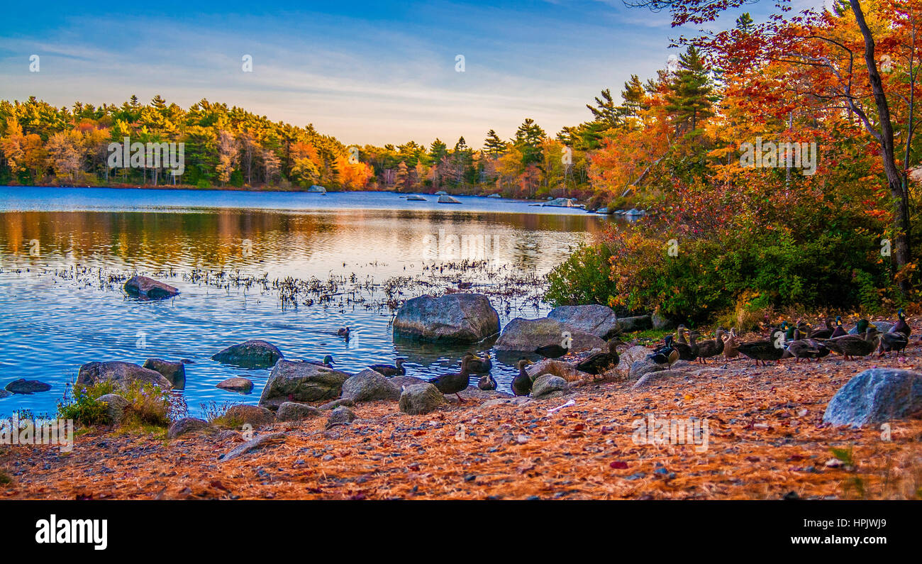 Fall Lake Landscape