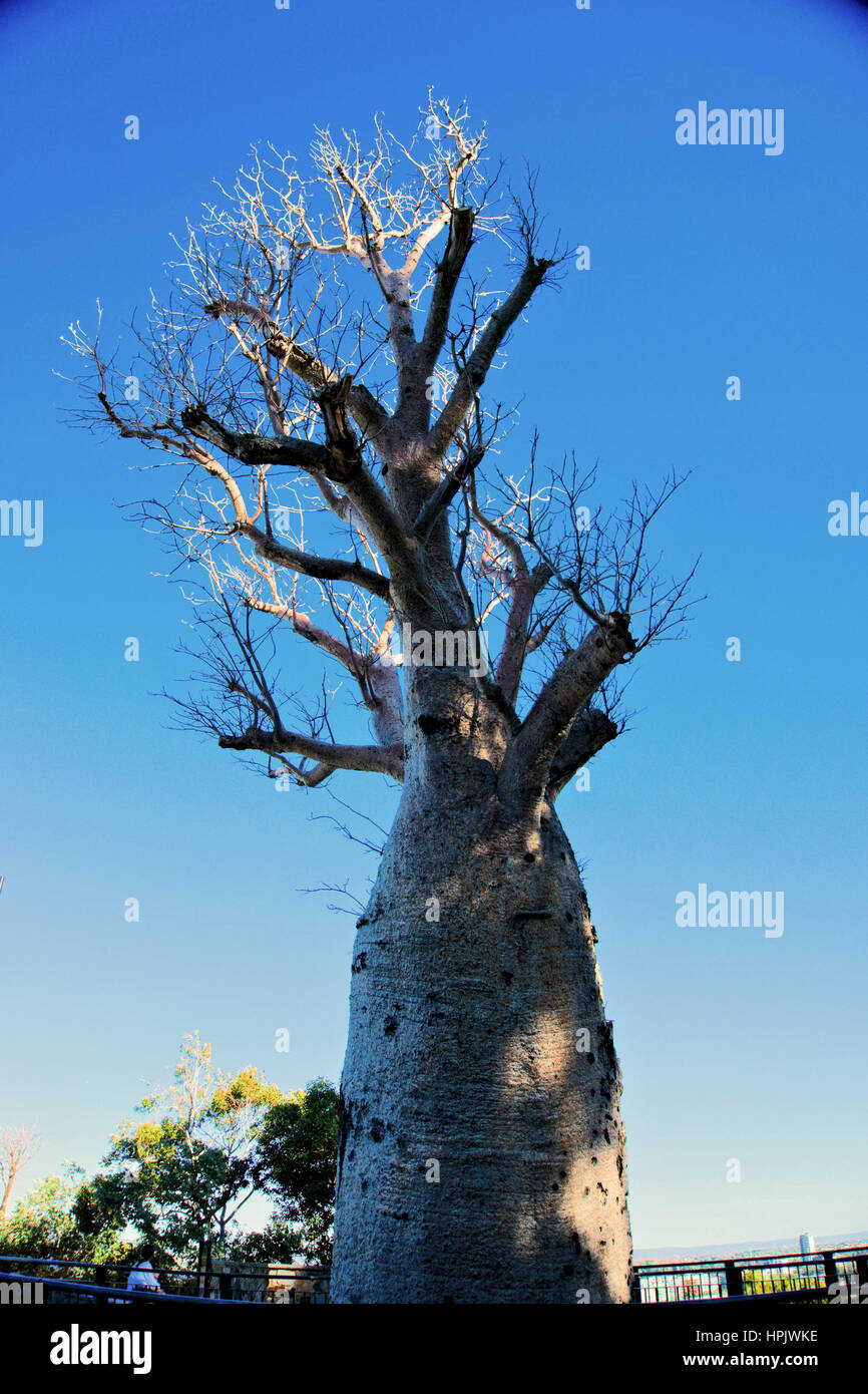 Boab tree without leaves Stock Photo - Alamy