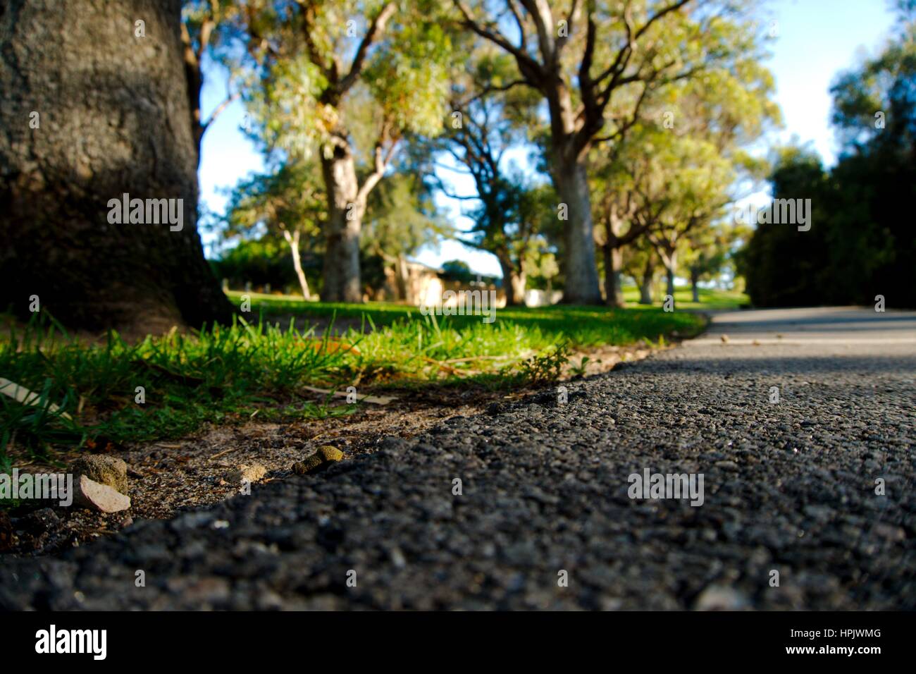 Low-angle natural background with trees and grass Stock Photo - Alamy