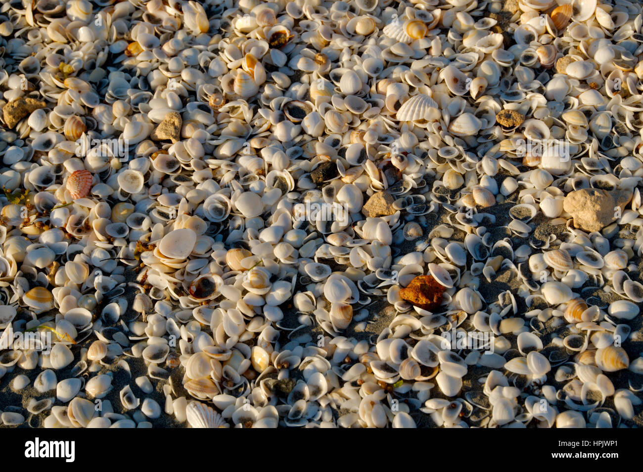Tons of shells on the beach - background Stock Photo - Alamy