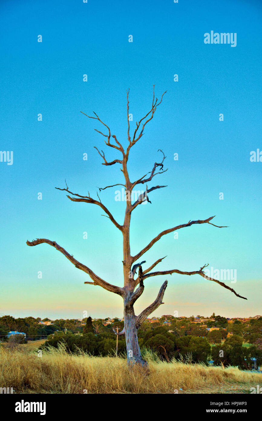 View of withered tree in the evening Stock Photo - Alamy
