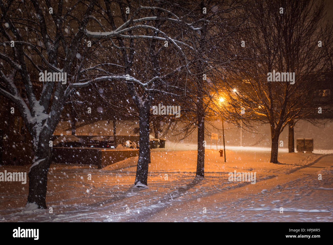 Snow Trees Night Background