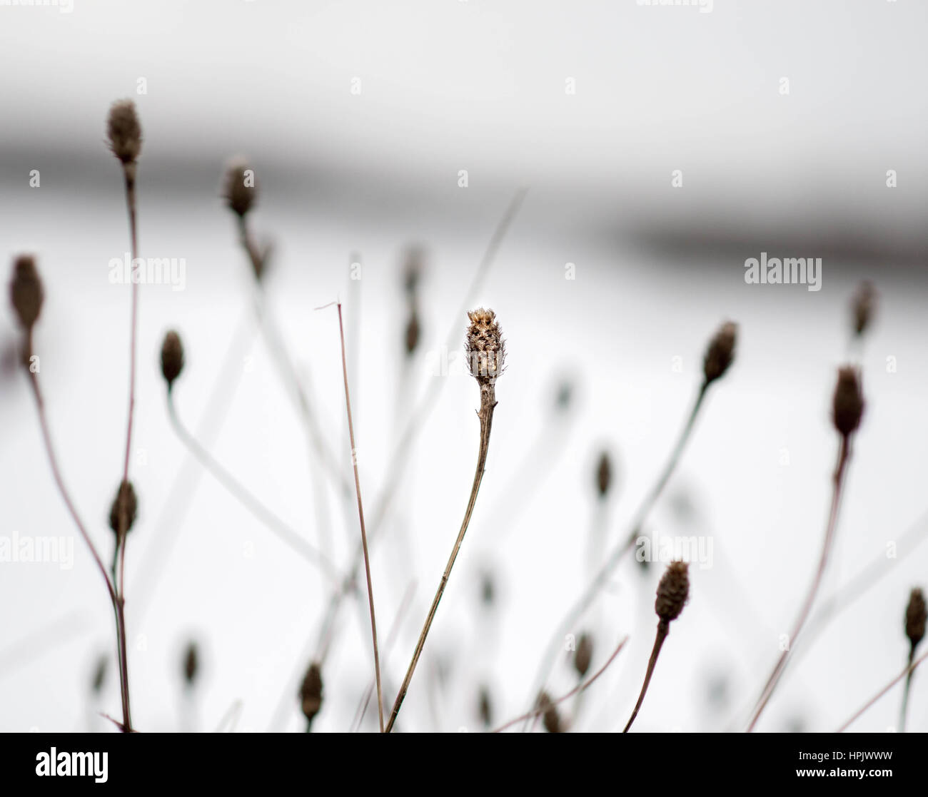 winter Albro lake covered by snow with withered grasses in Dartmouth ...