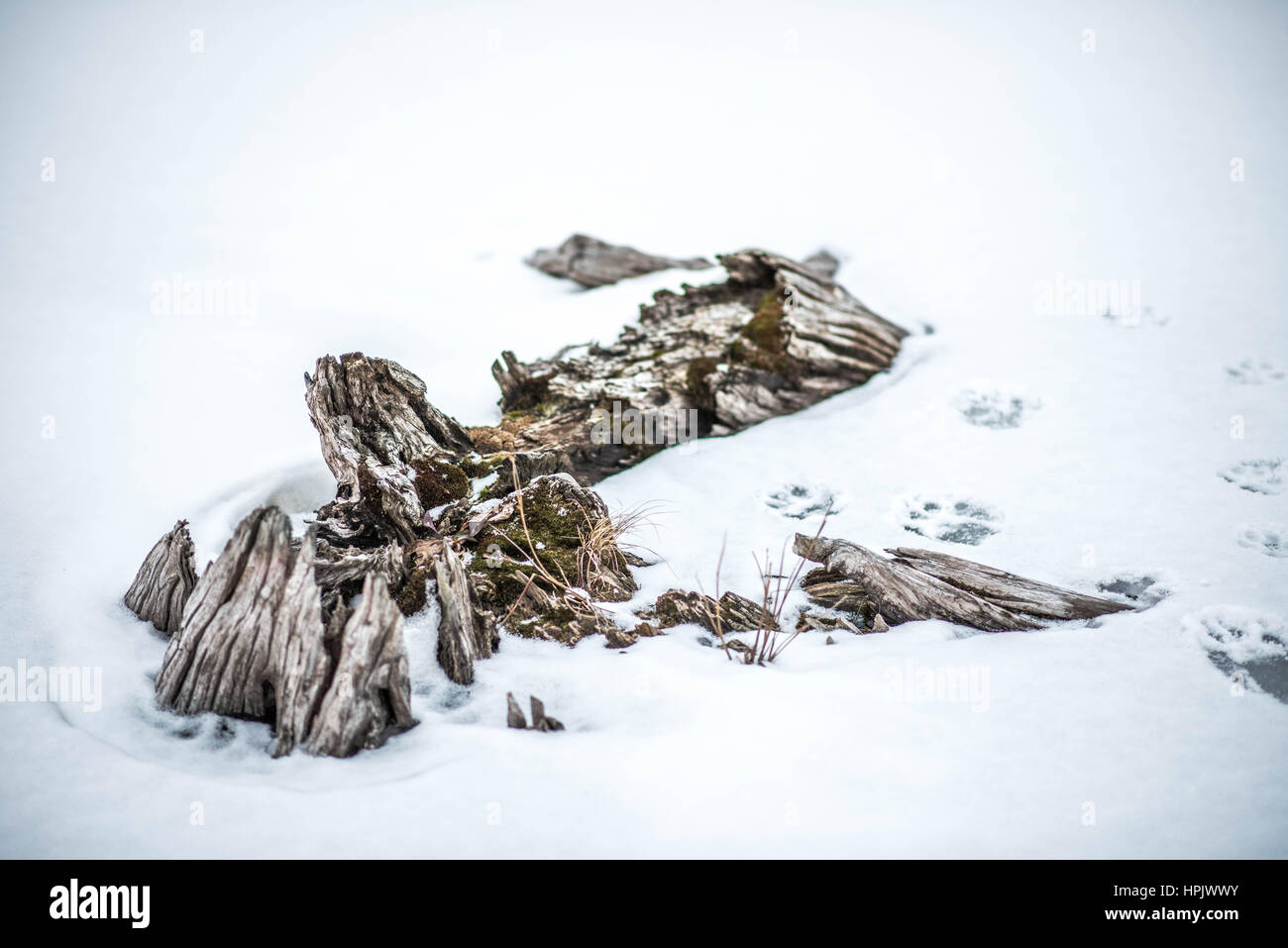 winter Albro lake covered by snow with withered tree and dog footprints ...