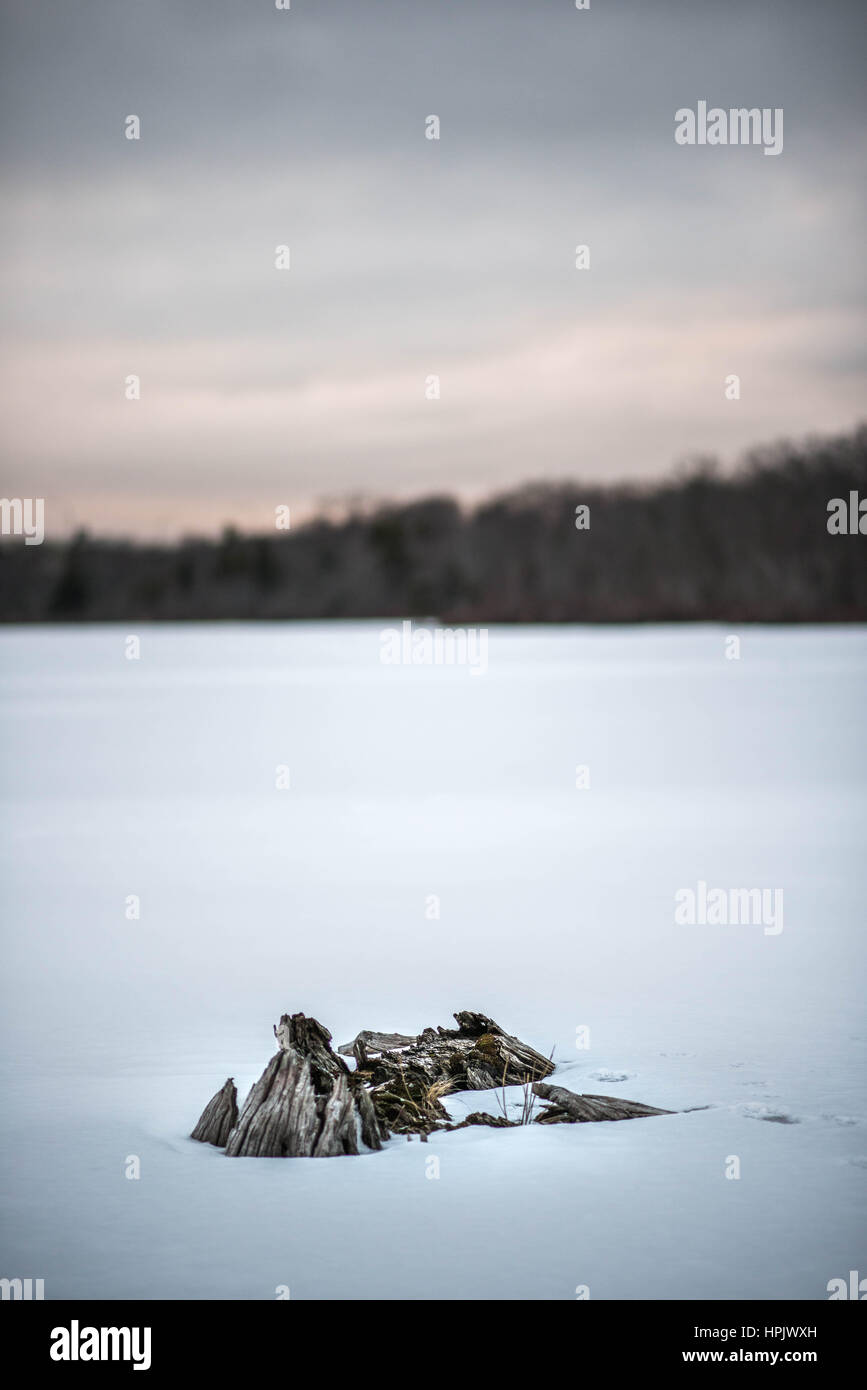 winter Albro lake covered by snow with withered tree in Dartmouth Stock ...