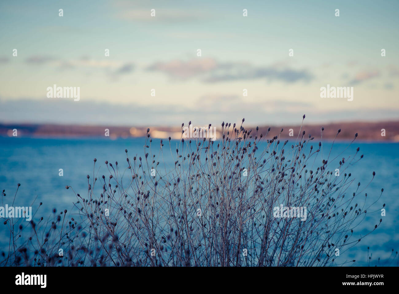 Ocean background with grass moody feeling Stock Photo - Alamy