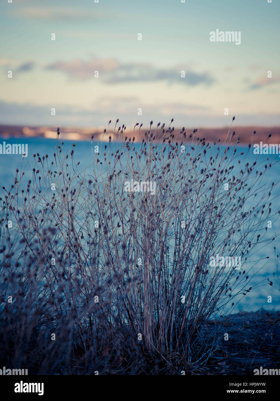 Withered wild grass hi-res stock photography and images - Alamy