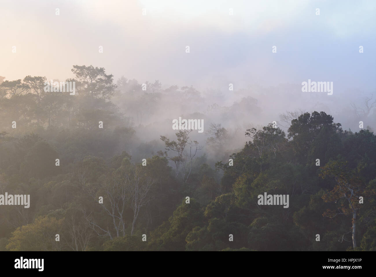 Mist floating over the treetops in the forest during the morning Stock ...