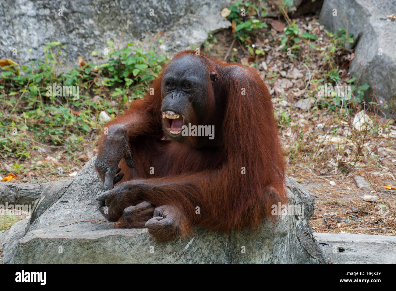 Orangutan with open mouth show canine teeth Stock Photo - Alamy