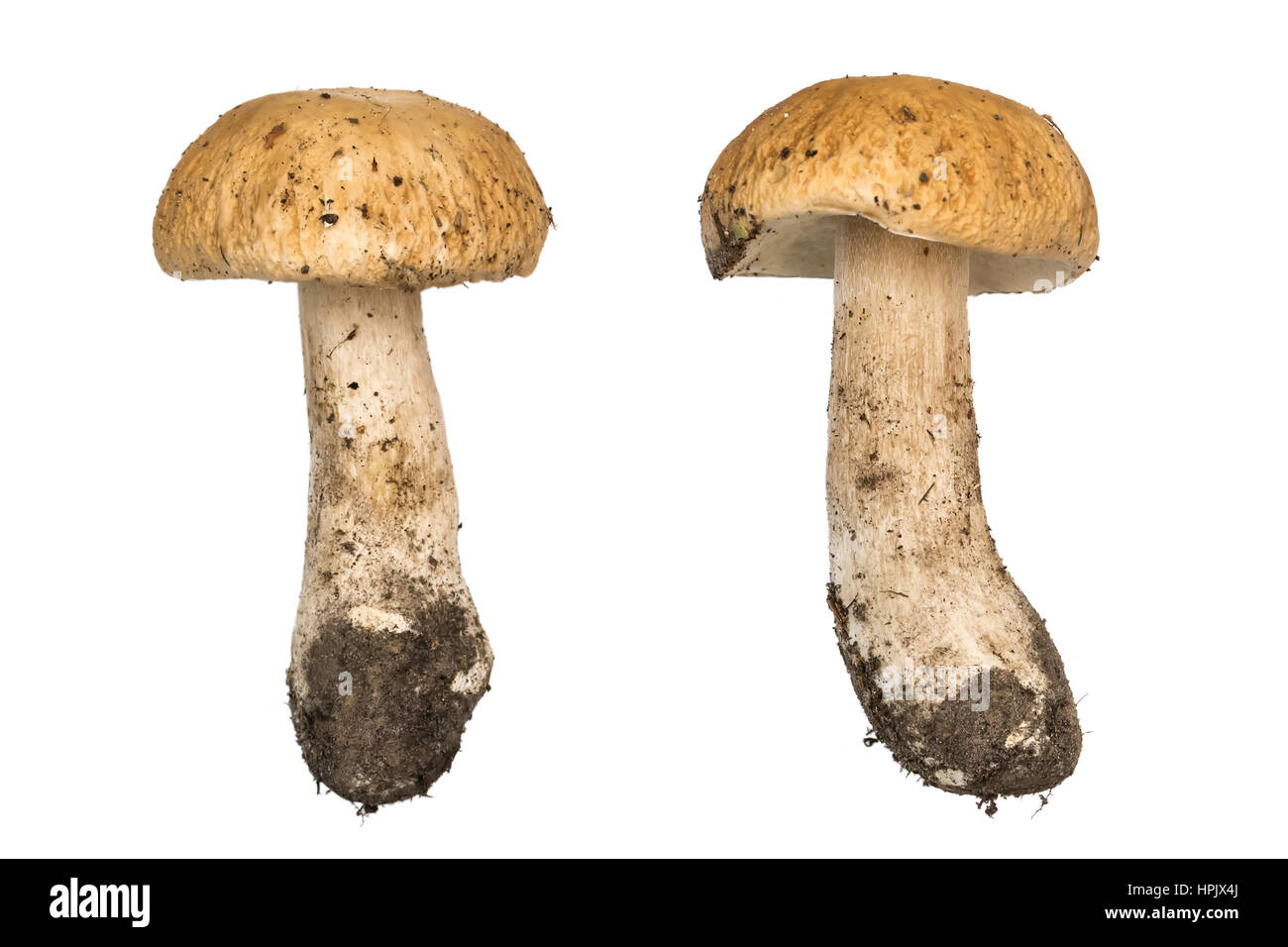 Porcini mushrooms. Cep isolated. The natural color and texture Stock ...