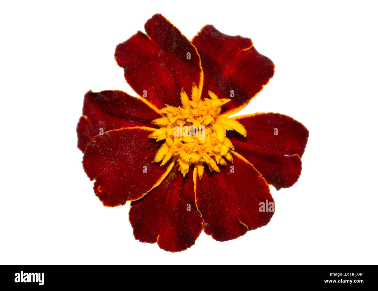 Dark marigold flower isolated on white background Stock Photo - Alamy