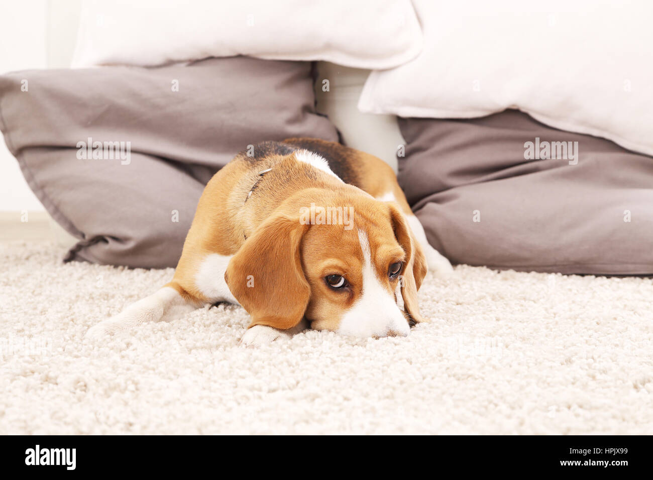 Sad beagle puppy on soft carpet. Dog play on floor. Beagle dog indoors ...