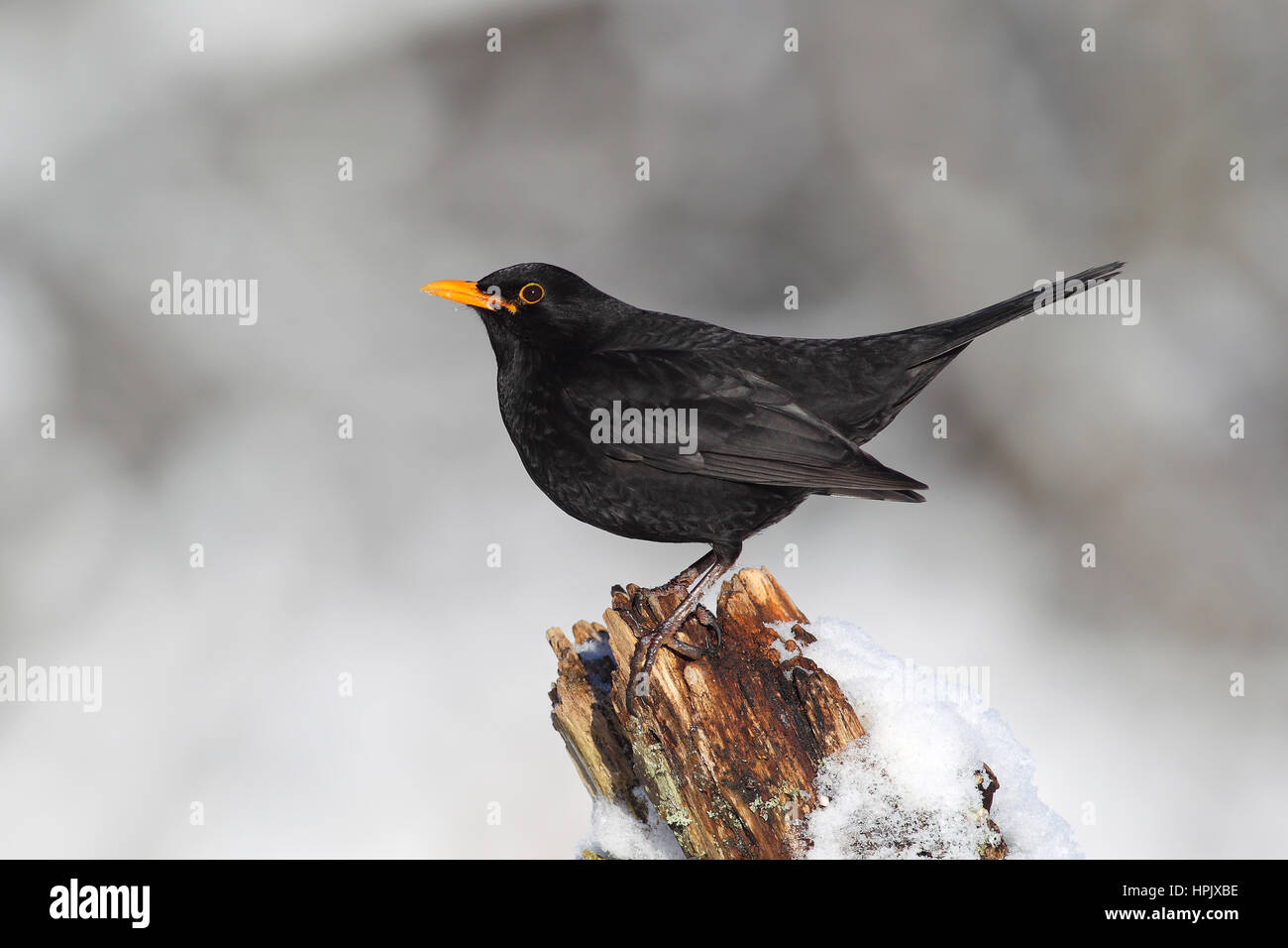 Blackbirds in a tree hi-res stock photography and images - Alamy