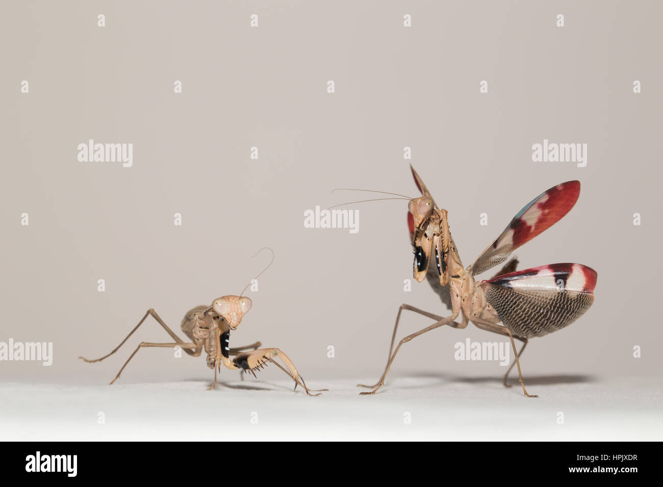Marbled mantis hi-res stock photography and images - Alamy