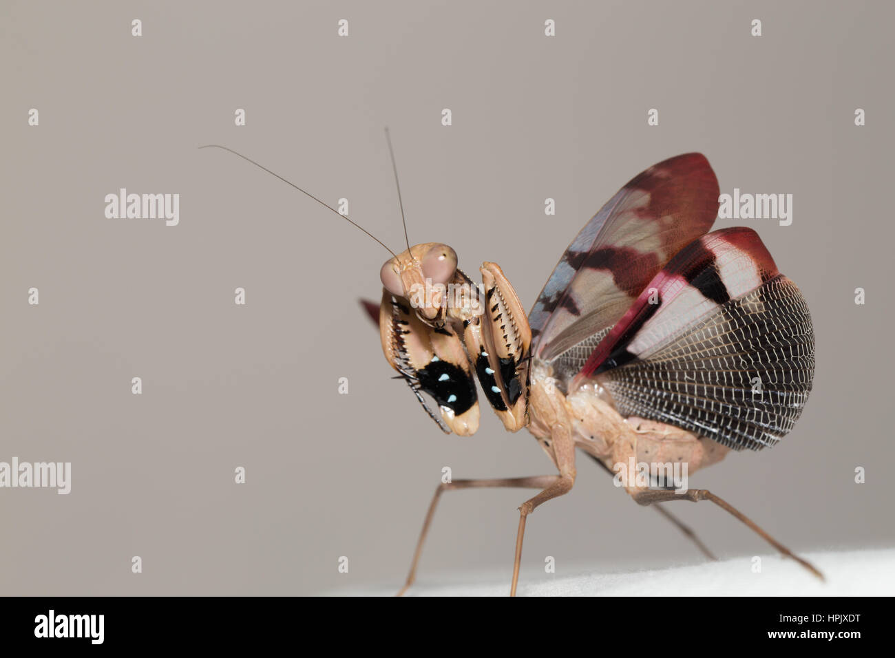 Marbled mantis hi-res stock photography and images - Alamy