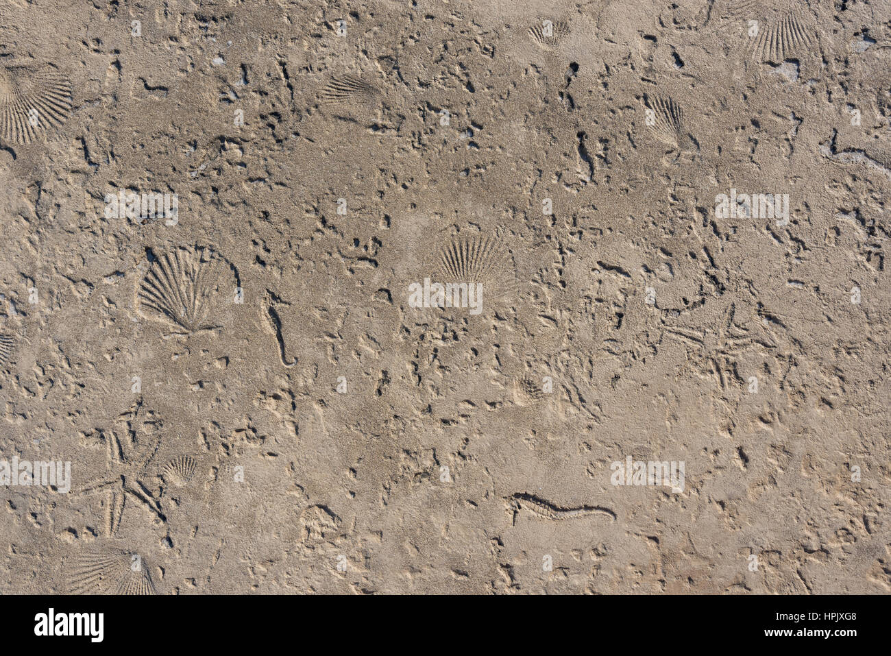 Shells Imprinted in Cement near beach Stock Photo - Alamy