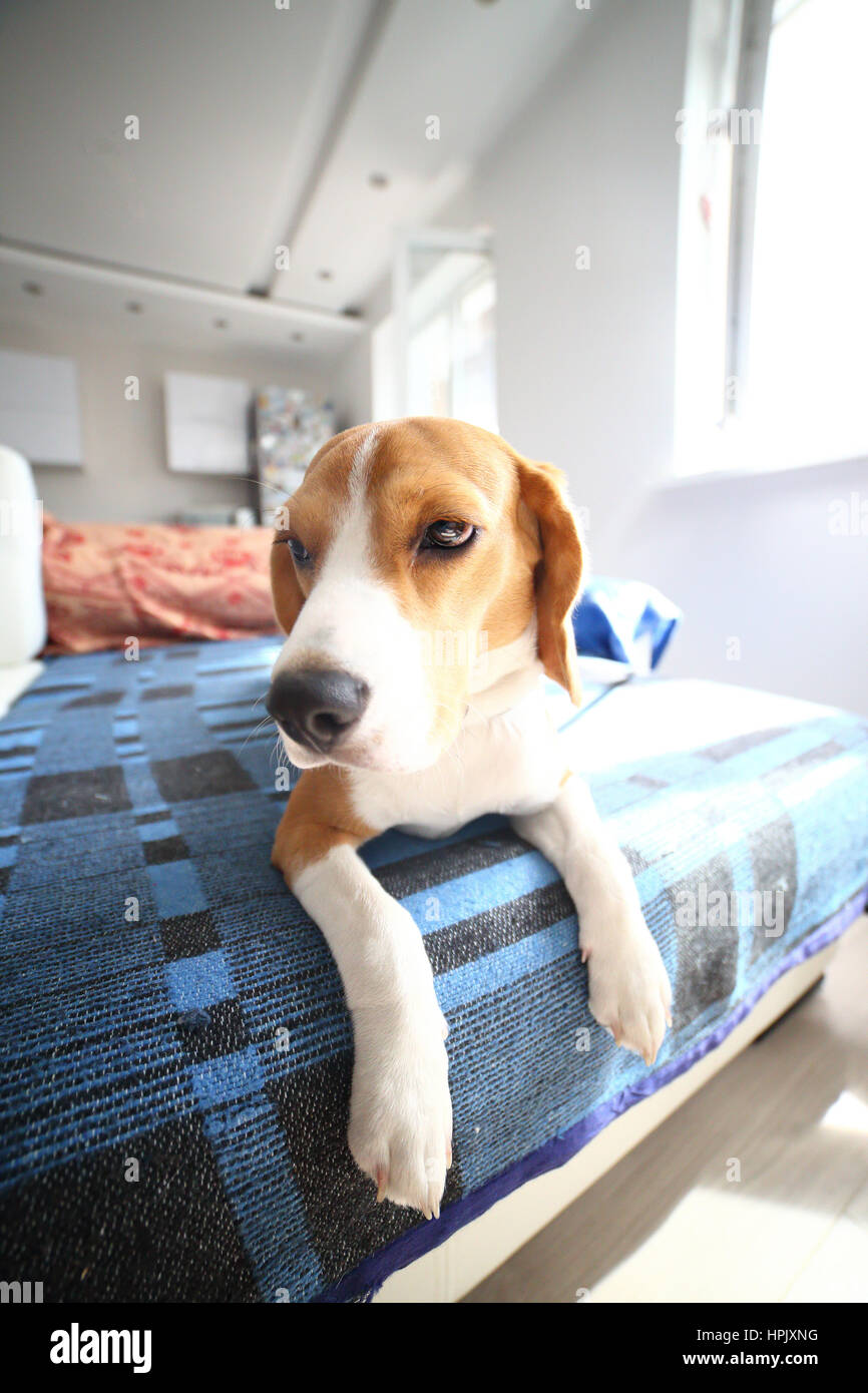 Sad beagle dog waiting fog his owner Stock Photo - Alamy