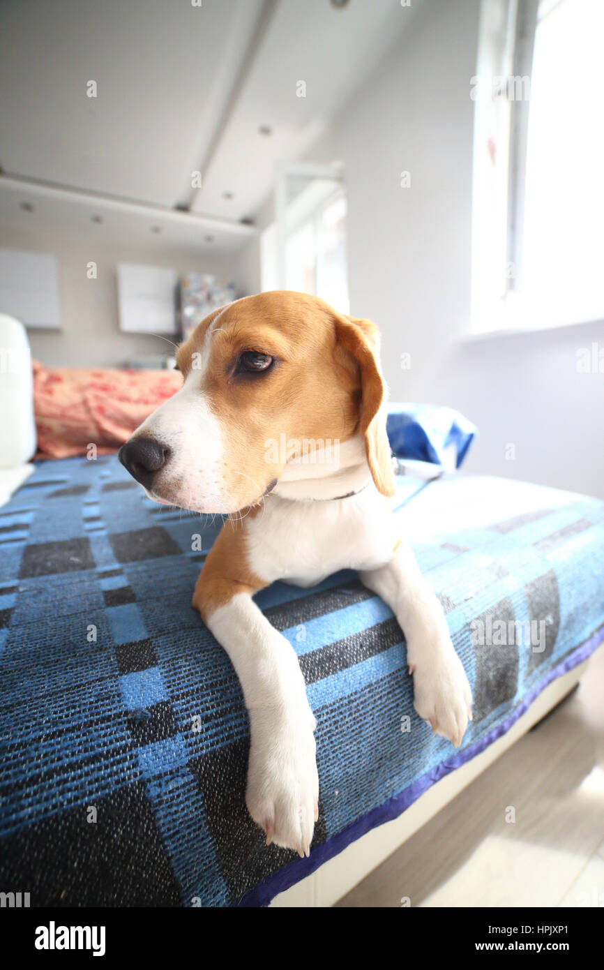 Brown sad beagle dog waiting fog his owner Stock Photo - Alamy