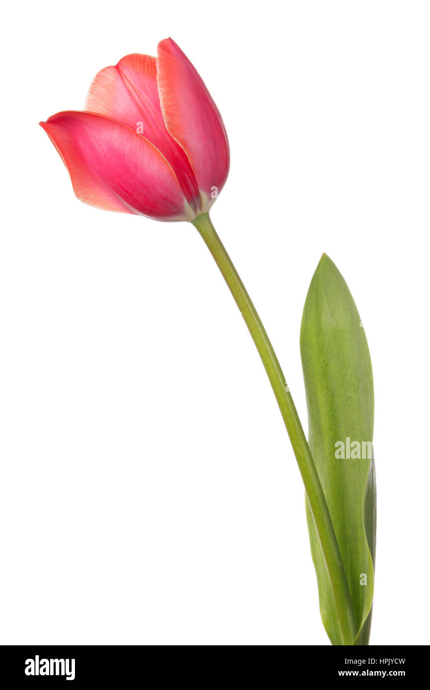 Single Spring Flower