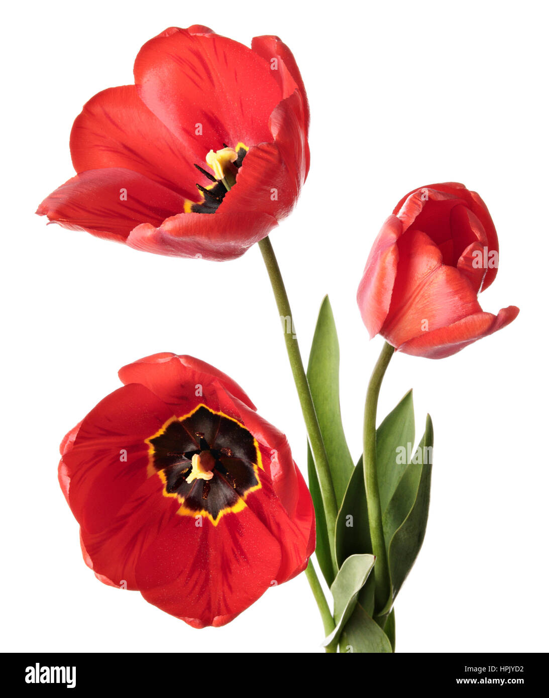 Three red tulip flowers isolated on a white background Stock Photo - Alamy