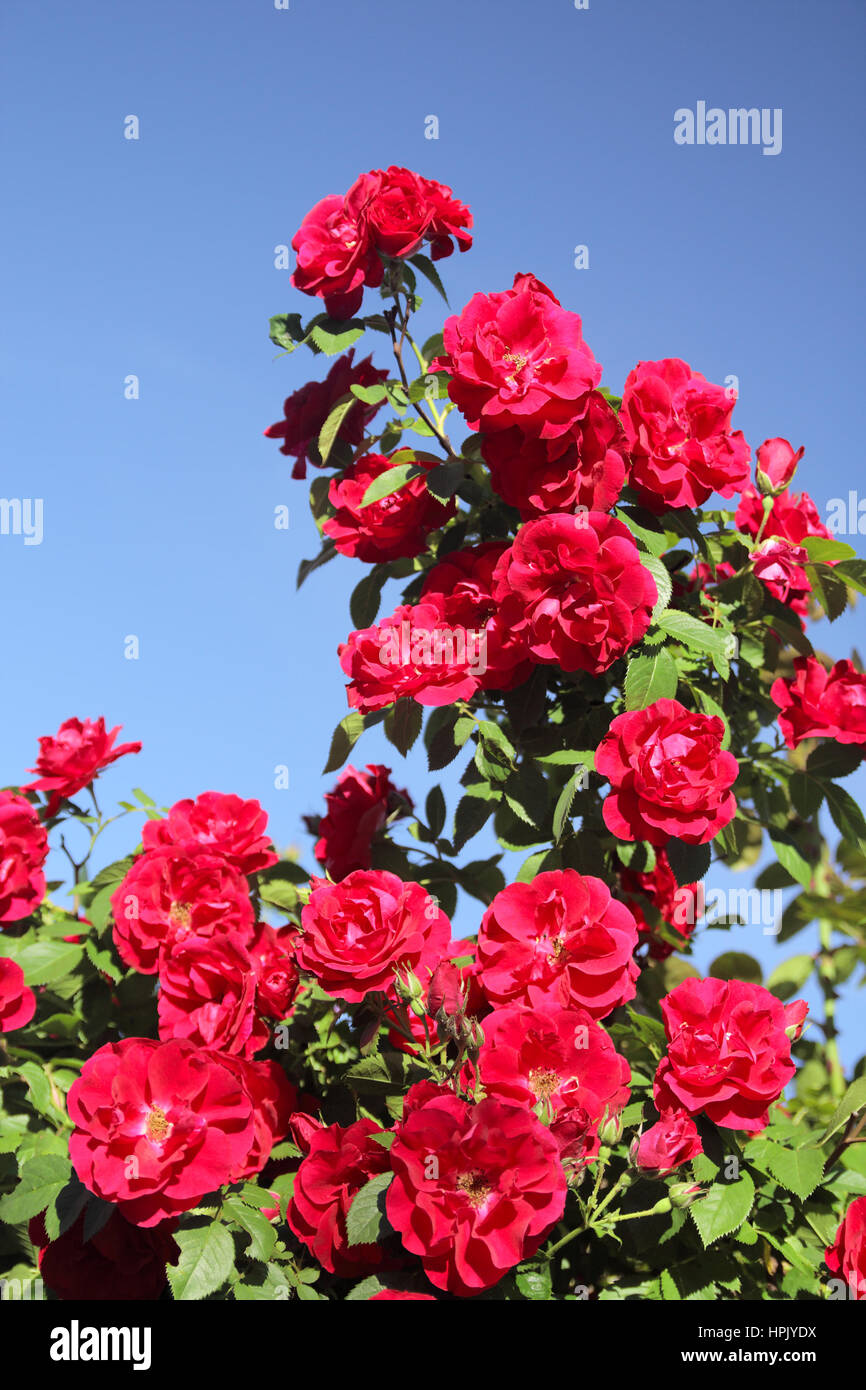 Curly rose hi-res stock photography and images - Alamy