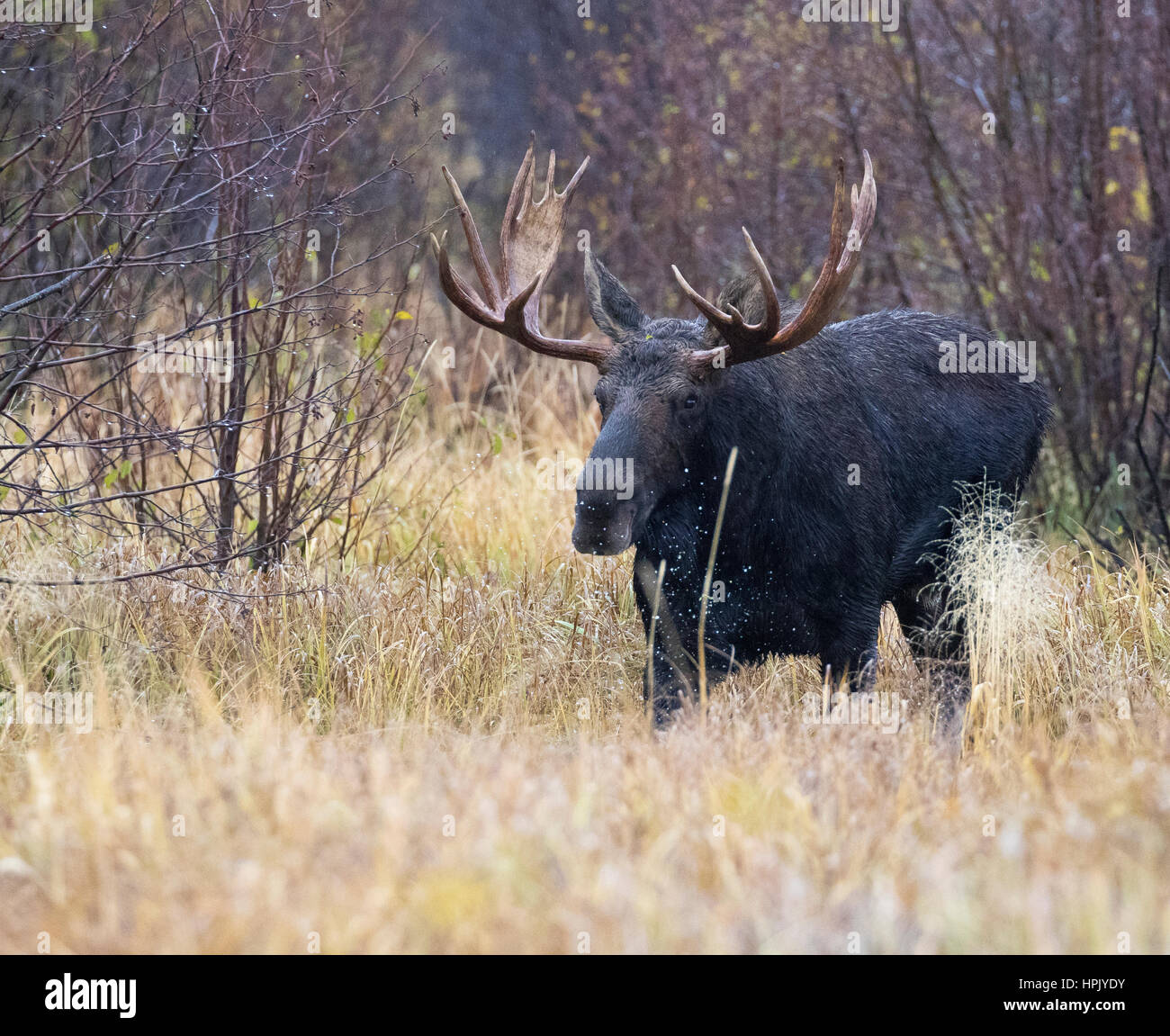 Bull moose stomping through water in search of cow moose during rut ...