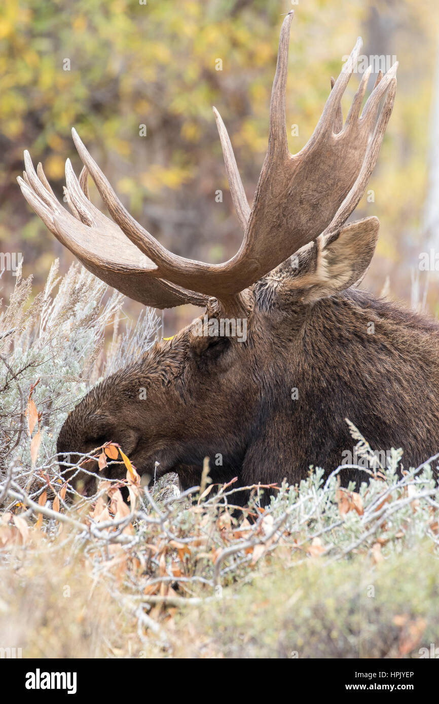 Moose sleeping hi-res stock photography and images - Alamy