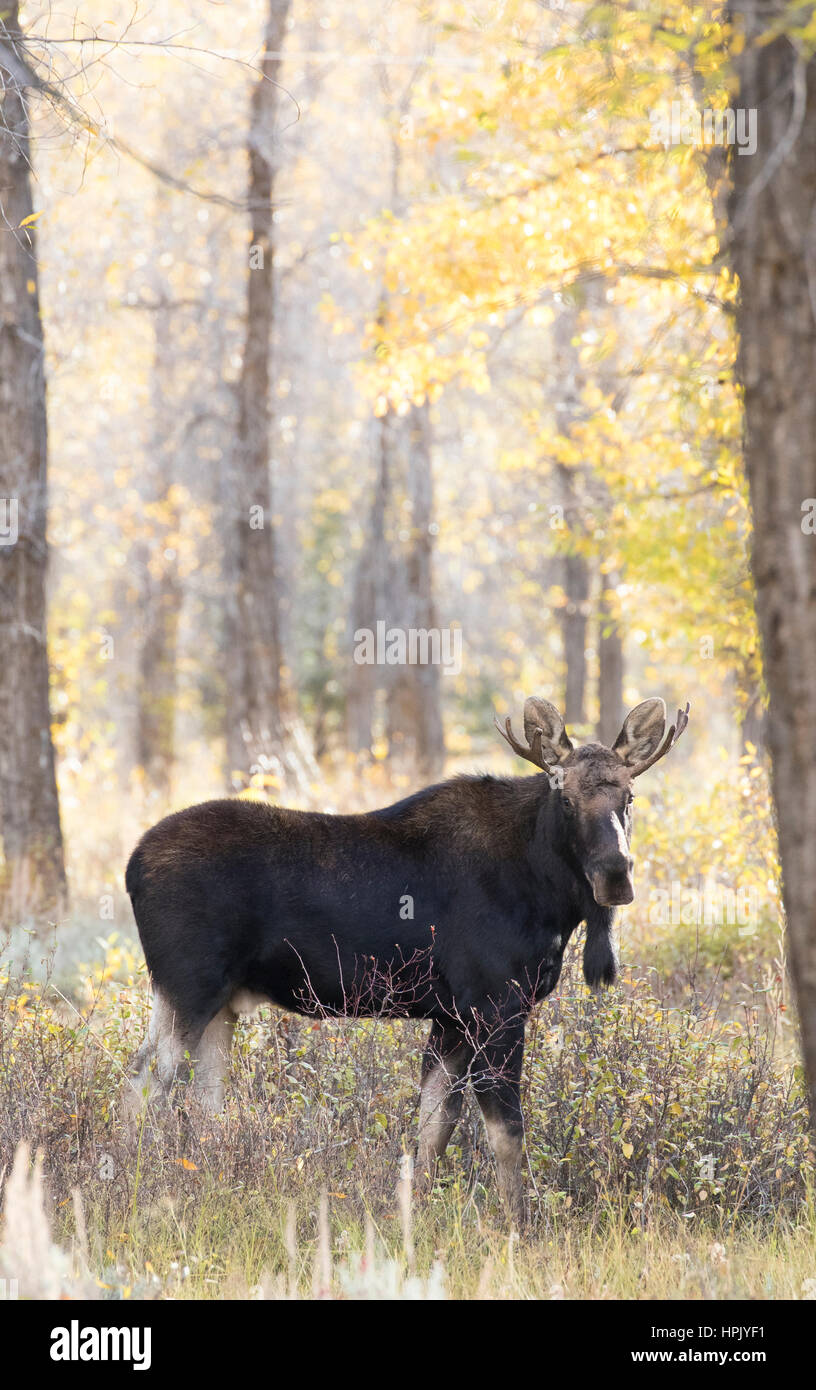 Bull moose early in the morning hi-res stock photography and images - Alamy