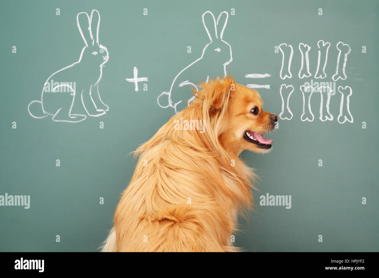 Education idea joke with funny dog studying mathematics. Focus on eyes ...