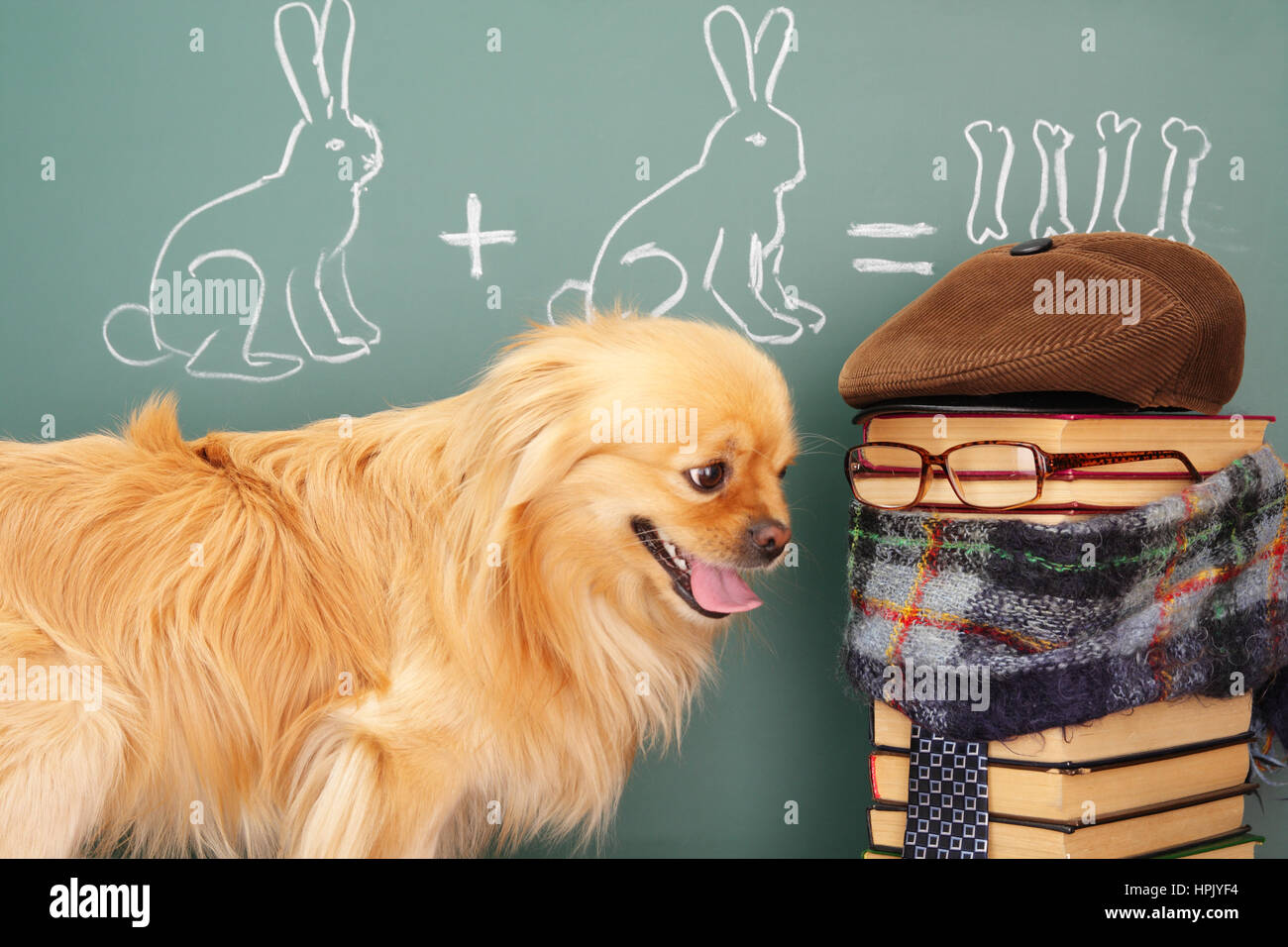 Education idea joke with funny dog studying mathematics and teacher ...