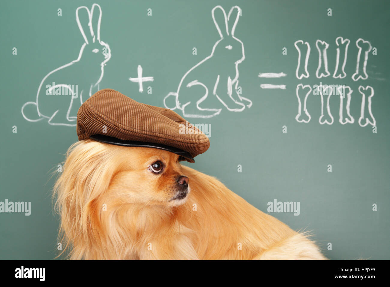 Education idea joke about dreamy dog studying mathematics. Focus on ...
