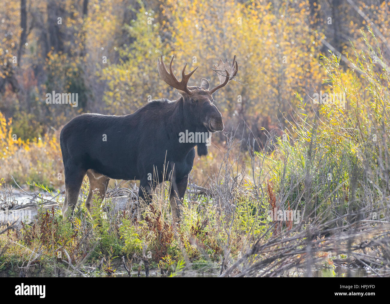 Angry moose hi-res stock photography and images - Alamy