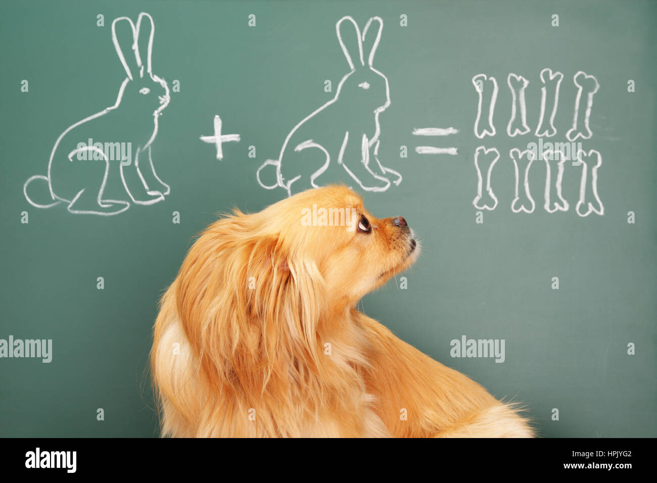 Mathematics Background Clipart Of Dogs