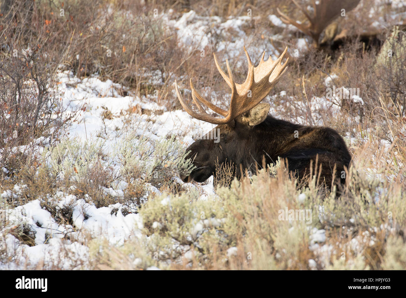 Sleeping bull moose in sagebrush Stock Photo - Alamy