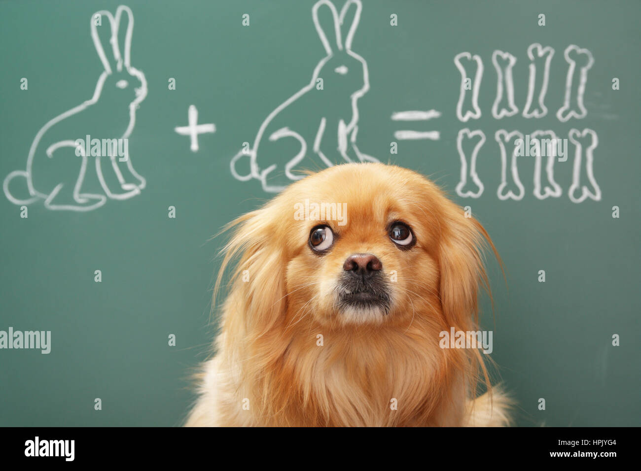 Education idea joke about dreamy dog studying mathematics. Focus on ...