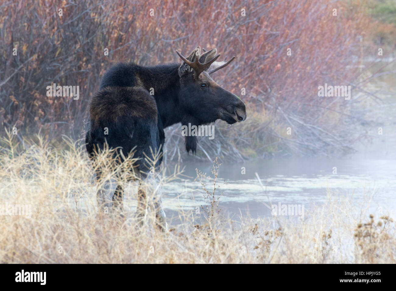 Bull moose in steam hi-res stock photography and images - Alamy