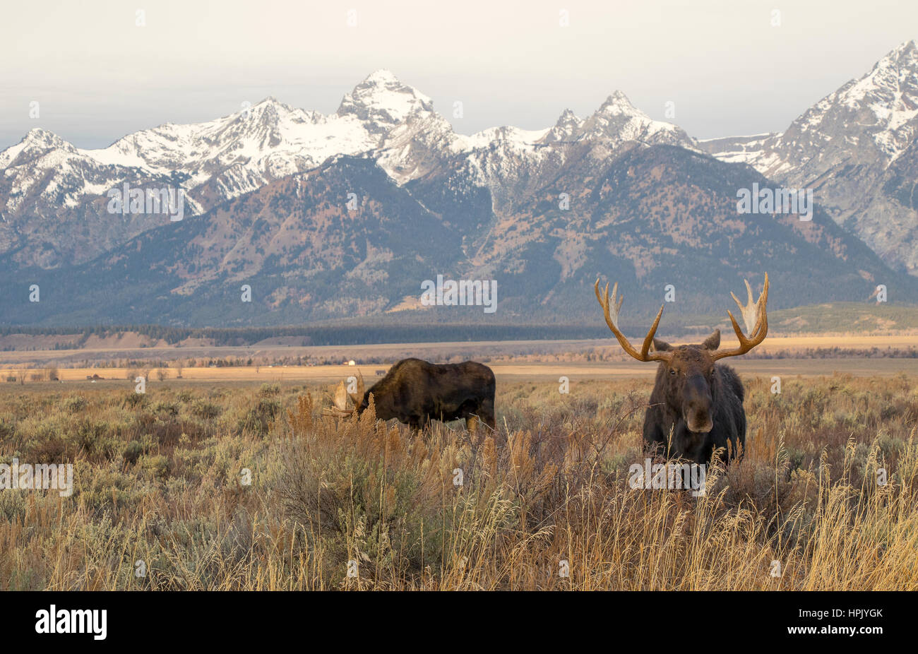Bull moose foraging on hi-res stock photography and images - Alamy