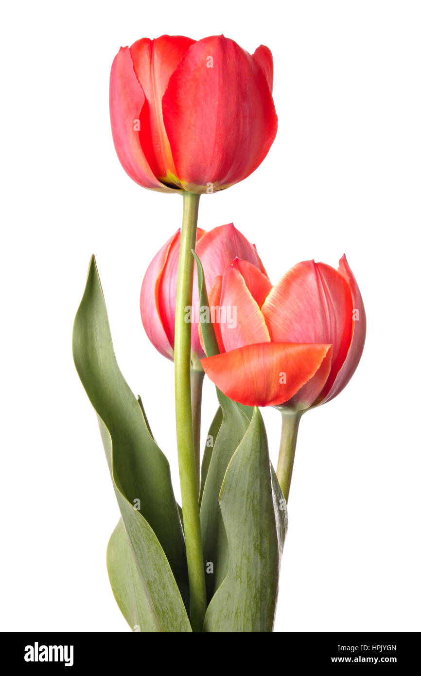 Three red tulip flowers hi-res stock photography and images - Alamy