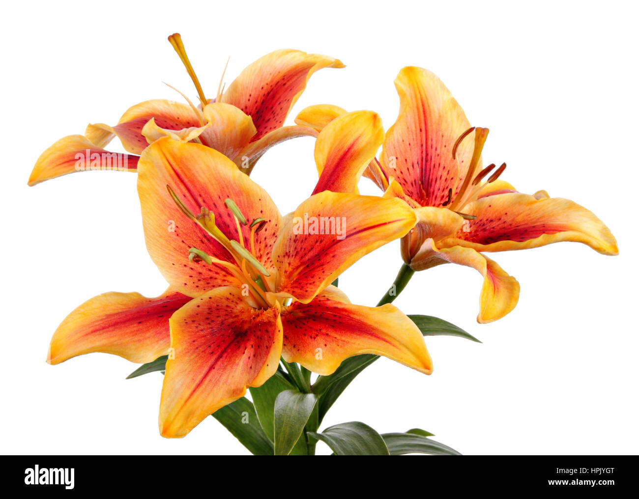 Red-yellow lily flowers isolated on a white background Stock Photo - Alamy