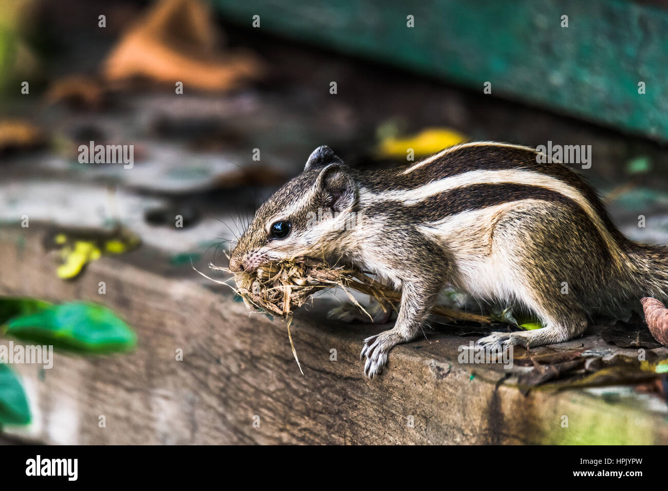 Indian palm squirrel Stock Photo - Alamy